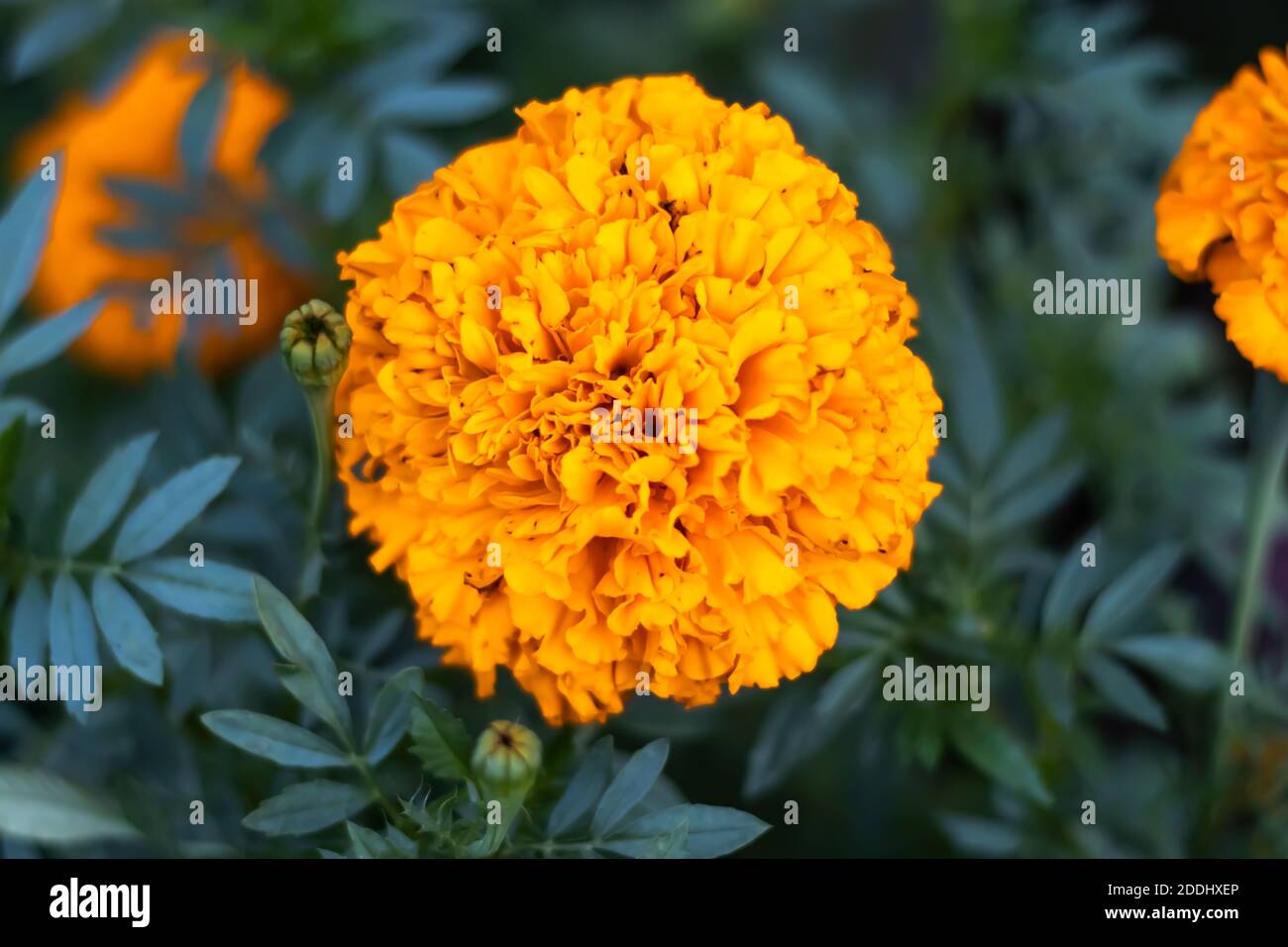 Beautiful yellow marigold flowers hi-res stock photography and images ...