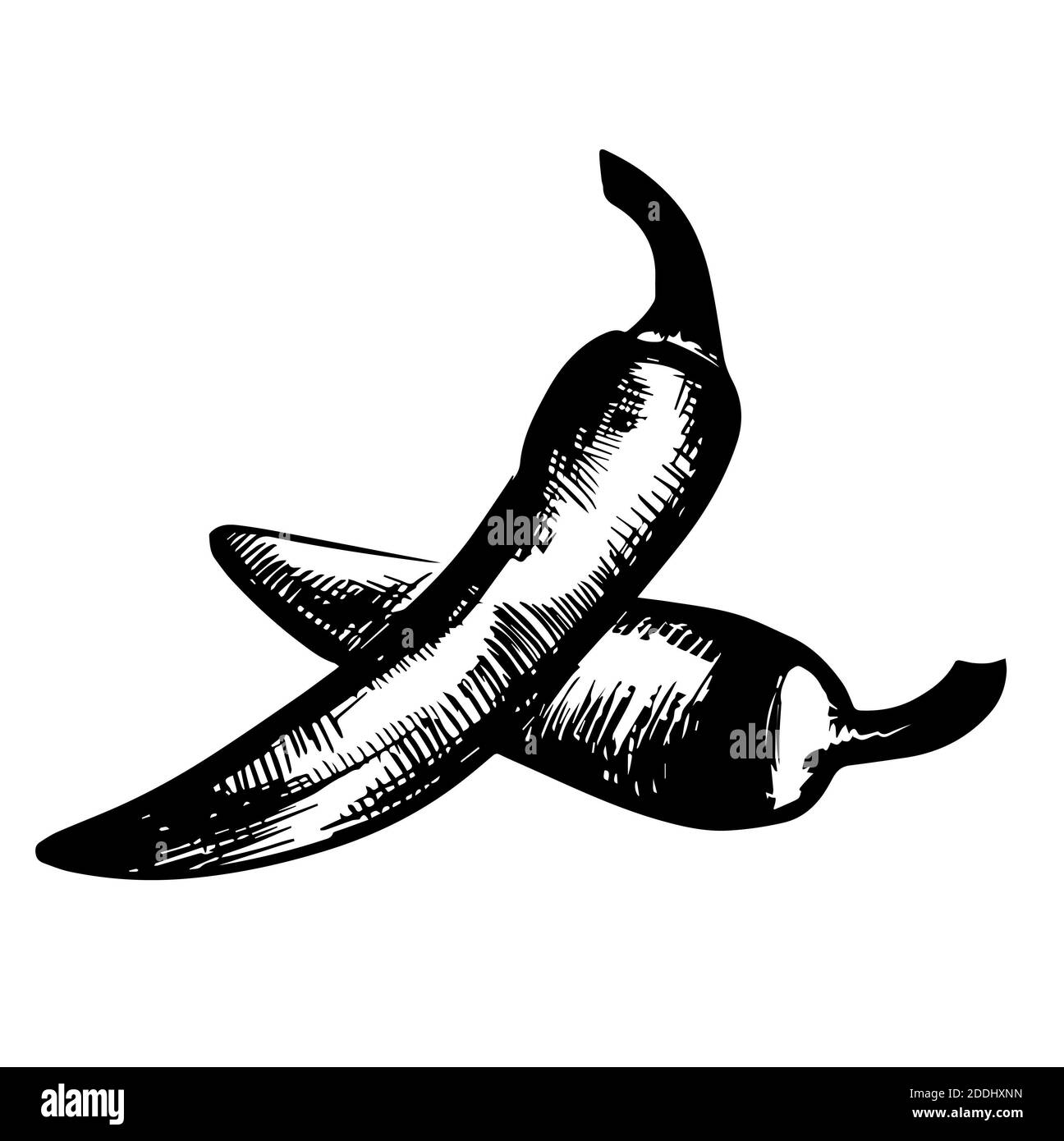 Hand drawn vector of chilli pepper isolated on white background. Chilli ...