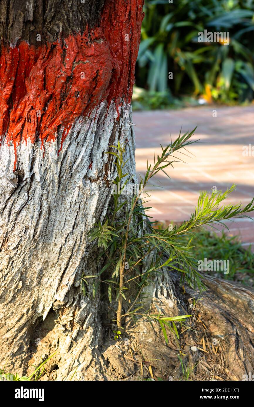 Close up tree roots with newborn plant inside a garden Stock Photo - Alamy