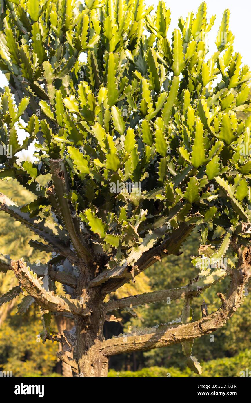 Closeup image of a big cactus tree inside a botanical garden Stock ...