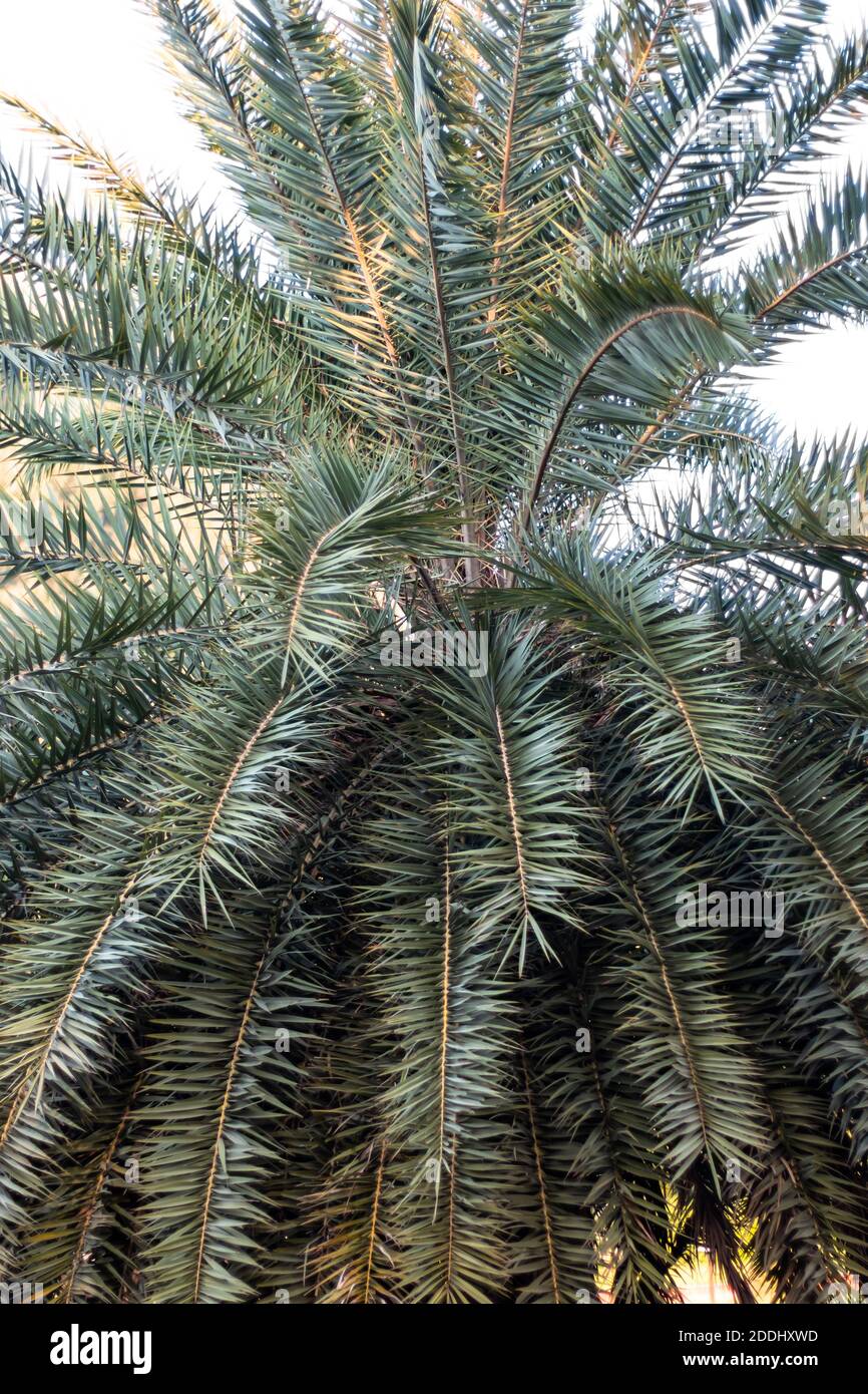 Date tree leaves inside a botanical garden Stock Photo - Alamy