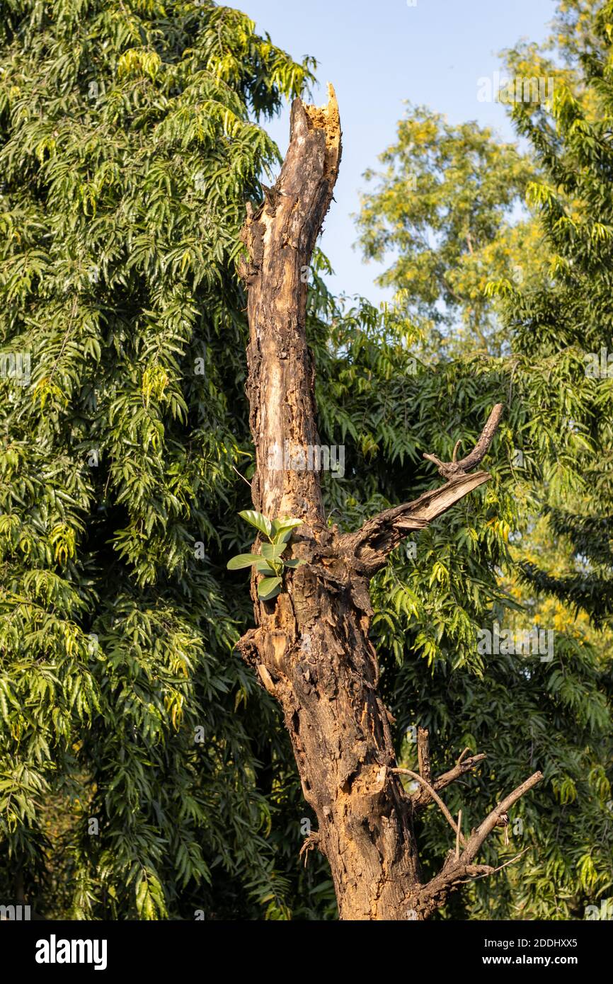 Dry dead brown tree inside a green forest Stock Photo - Alamy