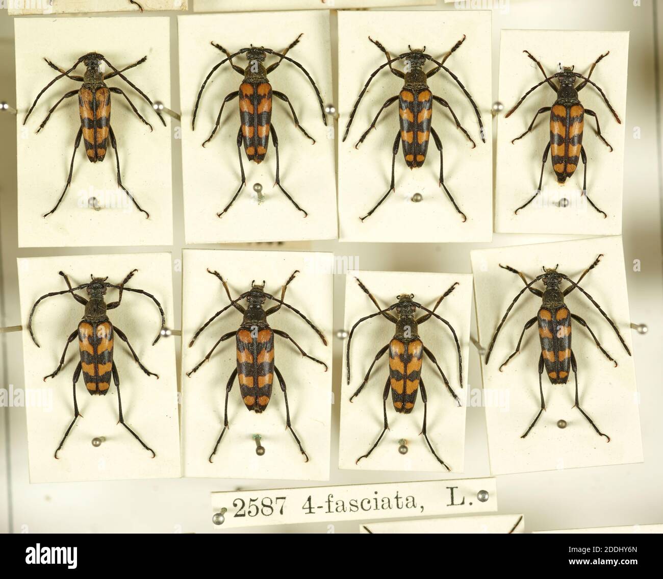 Drawers containing specimens of insects, close up of a beetle, Natural ...