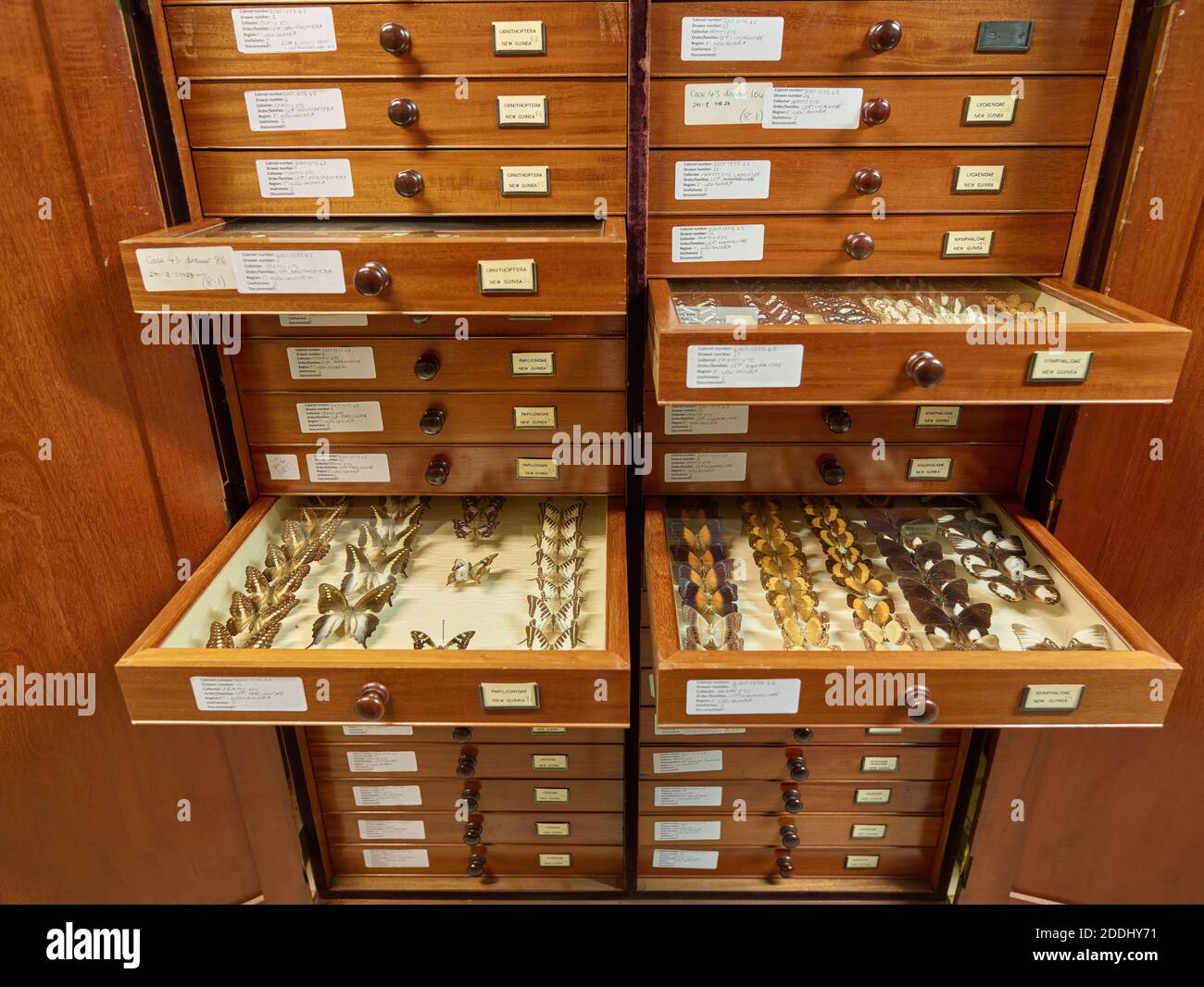 Entomology specimens hi-res stock photography and images - Alamy