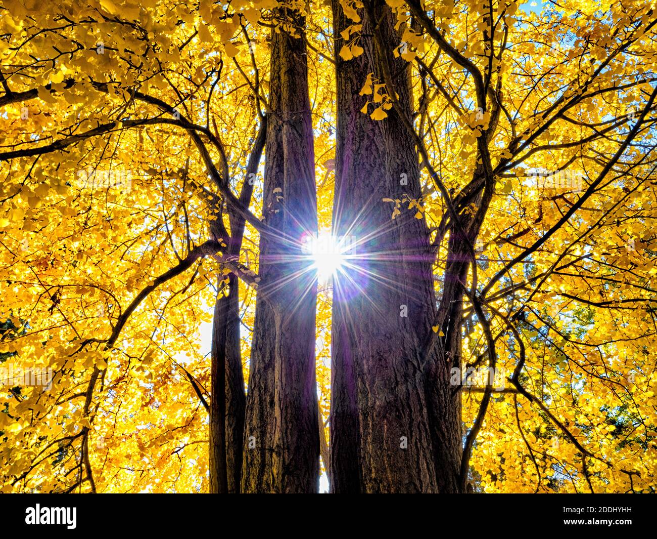 Park slope brooklyn autumn hi-res stock photography and images - Alamy