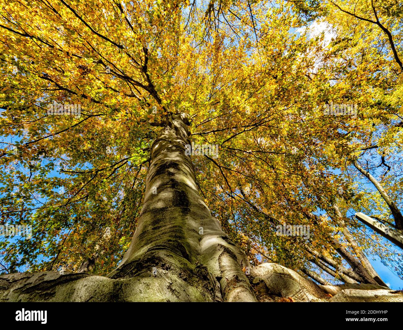 Autumn in Brooklyn, New York Stock Photo - Alamy