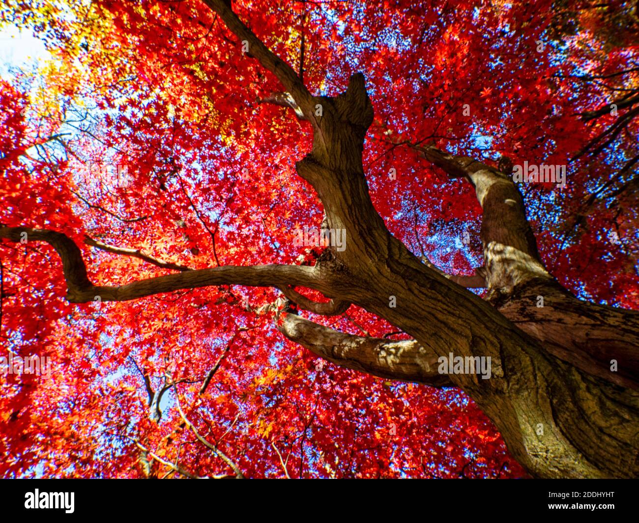 Park slope brooklyn autumn hi-res stock photography and images - Alamy