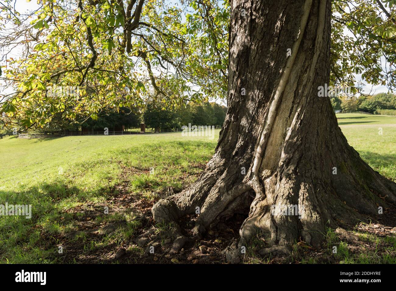Damaged tree tree struck lightning hi-res stock photography and images ...
