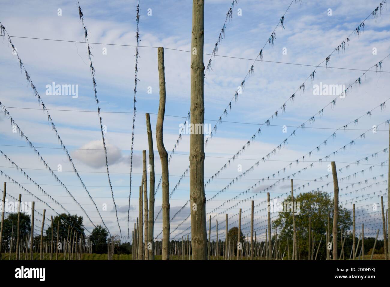 A low angle closeup of wires connected to wooden poles in the field on ...