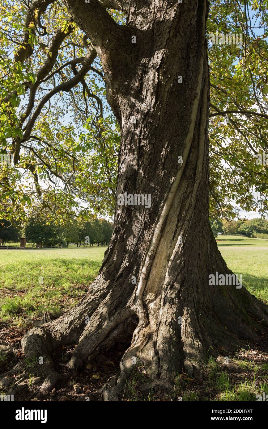 Scared lightning struck horse chestnut tree showing exploded surface ...