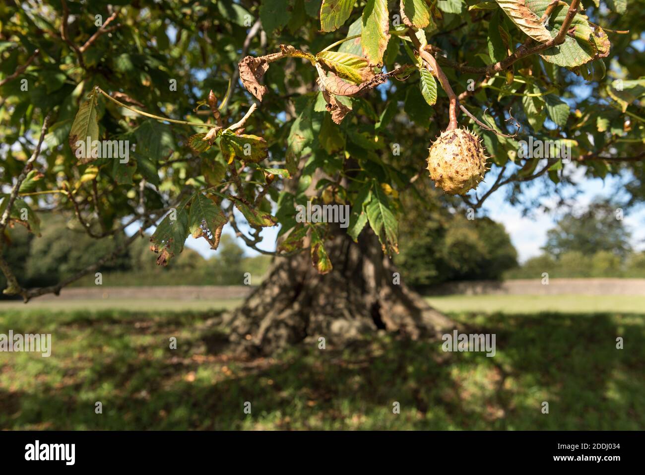 Spiky ball tree hi-res stock photography and images - Alamy