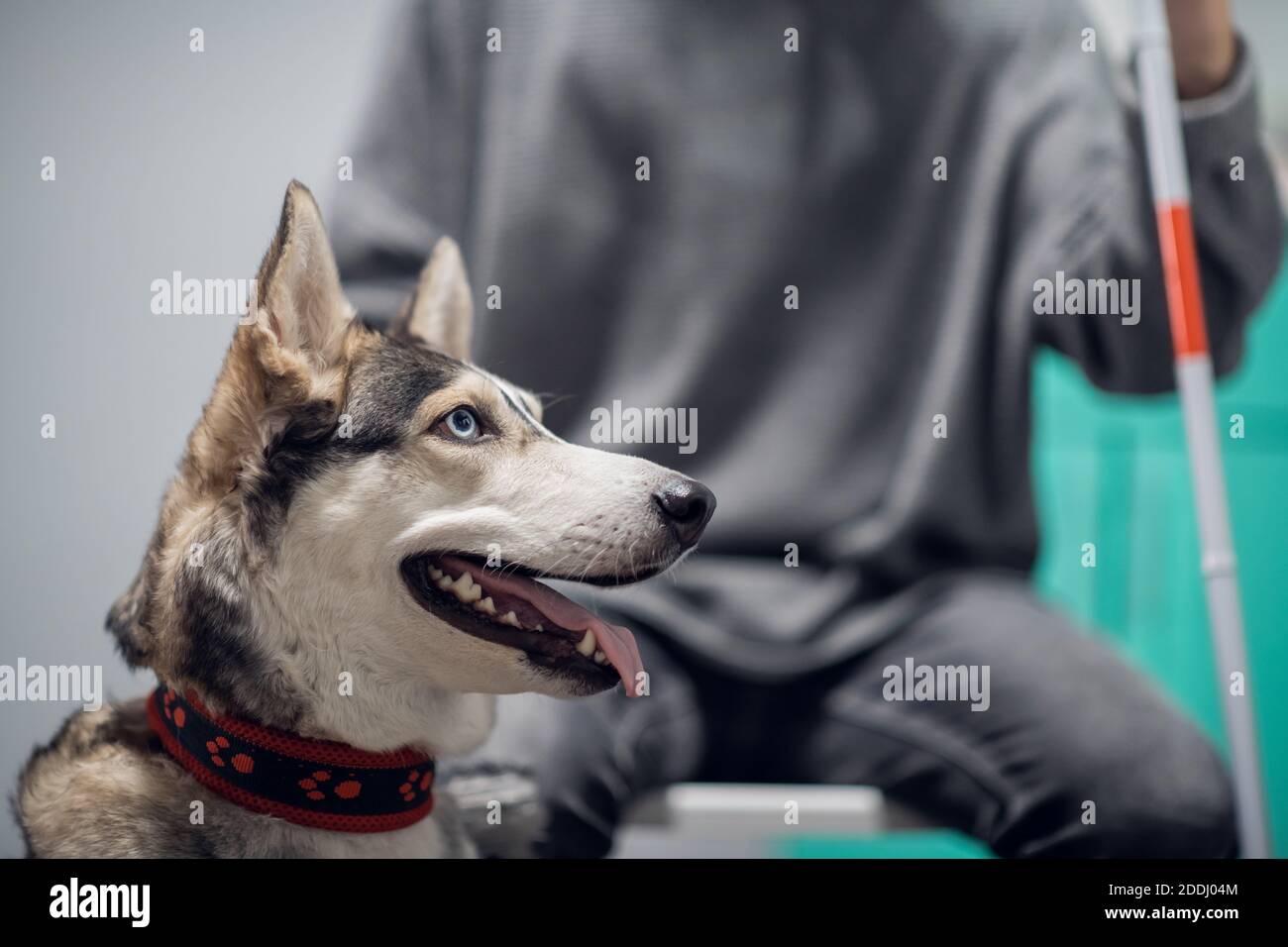 A portrait of a husky guide dog with its owner Stock Photo - Alamy