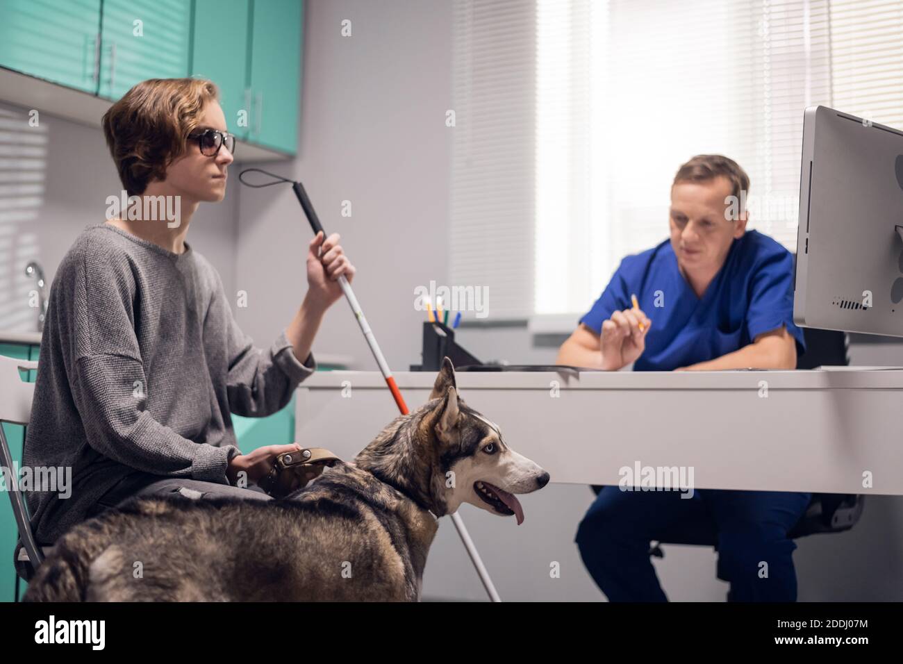 Vet doctor examining a husky guide dog in his clinic Stock Photo - Alamy