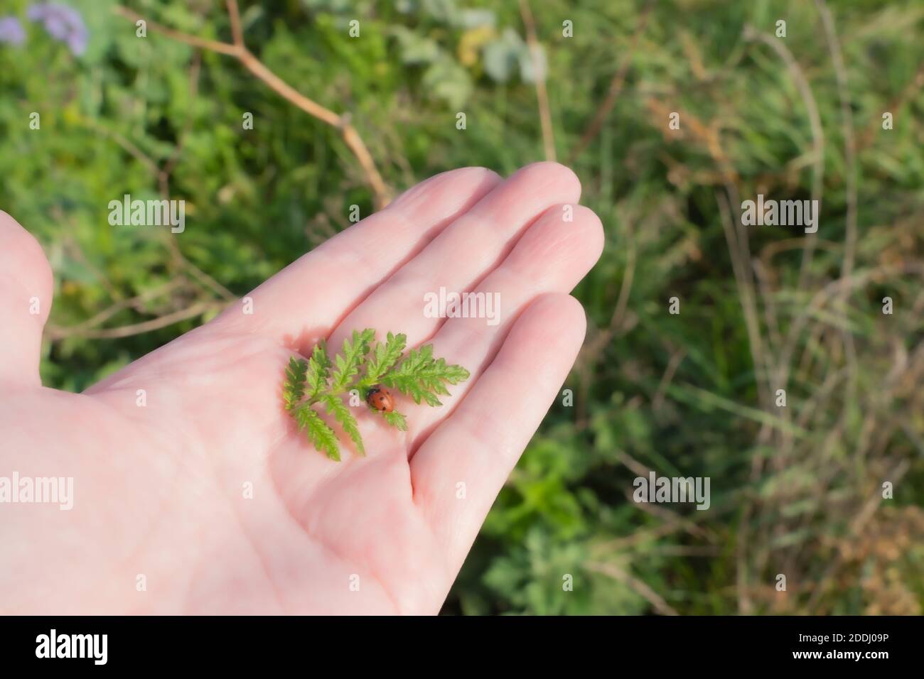 A hand holding a leaf with a ladybug Stock Photo - Alamy