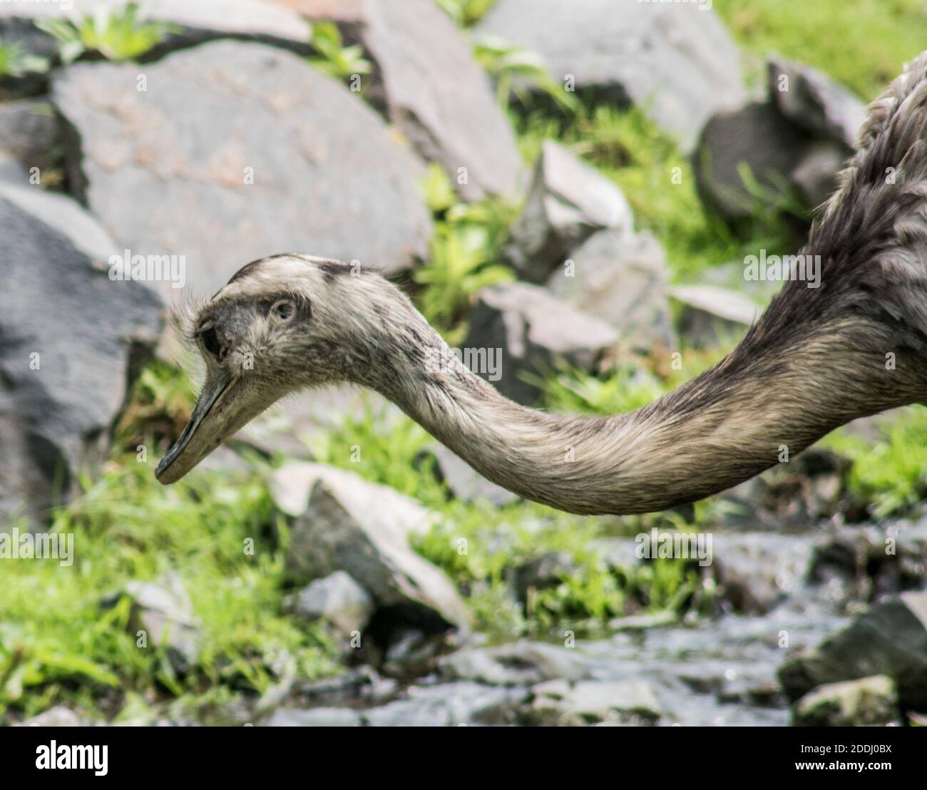 A closeup of a greater rhea surrounded by rocks and greenery in a field ...