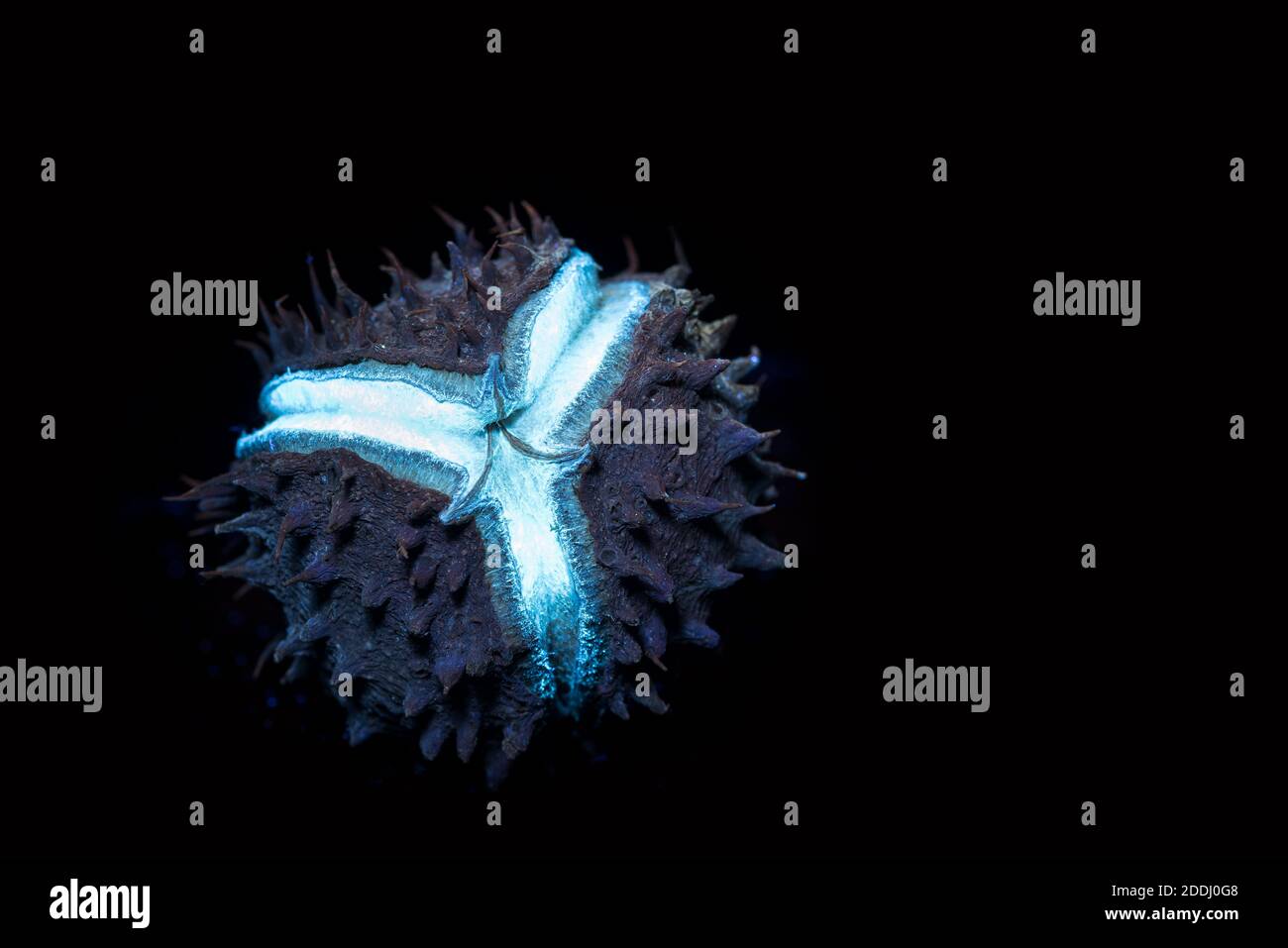 Studio shot of horse chestnut seed under UV light showing red traces of ...