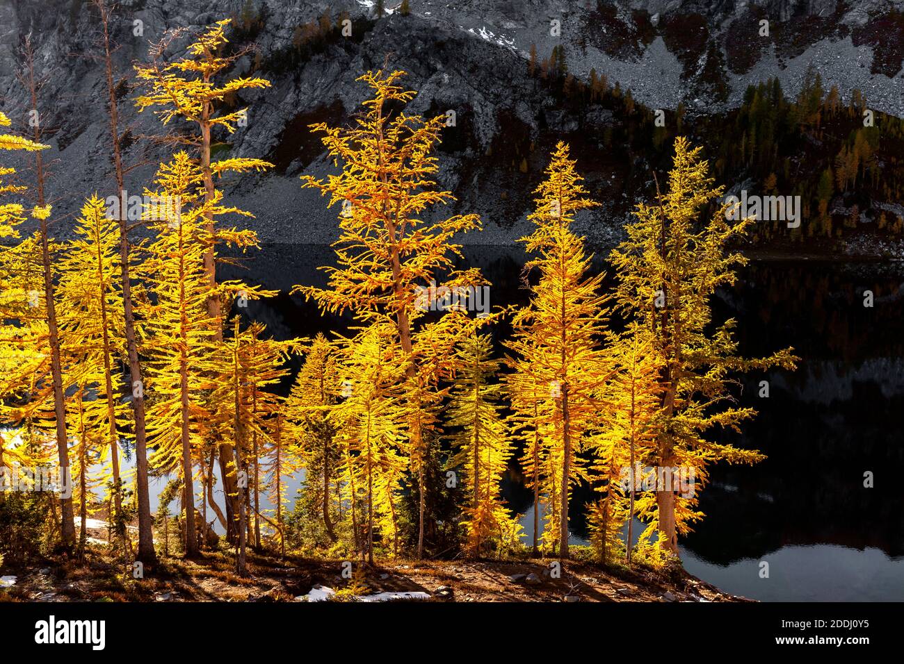 WA17754-00.....WASHINGTON - Larch trees in fall color at Lower Ice Lake ...