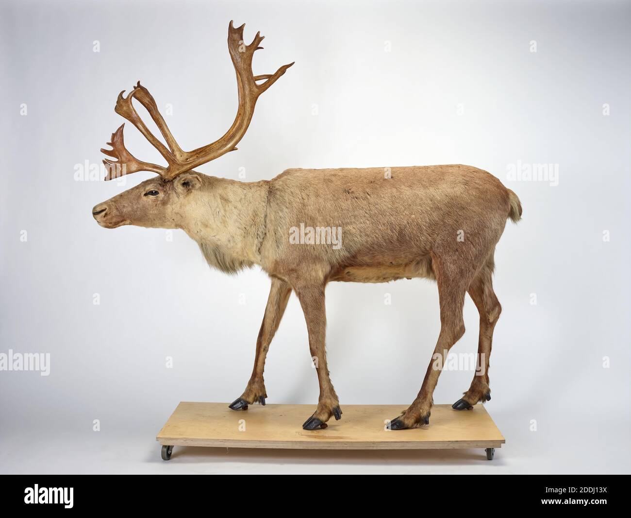 Male Reindeer, Natural Science, Zoology, Taxidermy Stock Photo - Alamy
