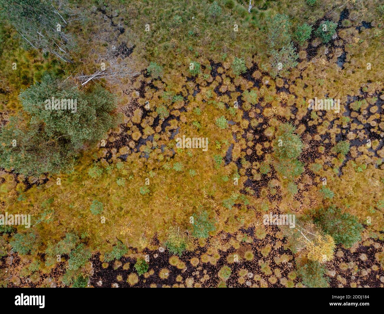 Wildlife biodiversity hi-res stock photography and images - Alamy