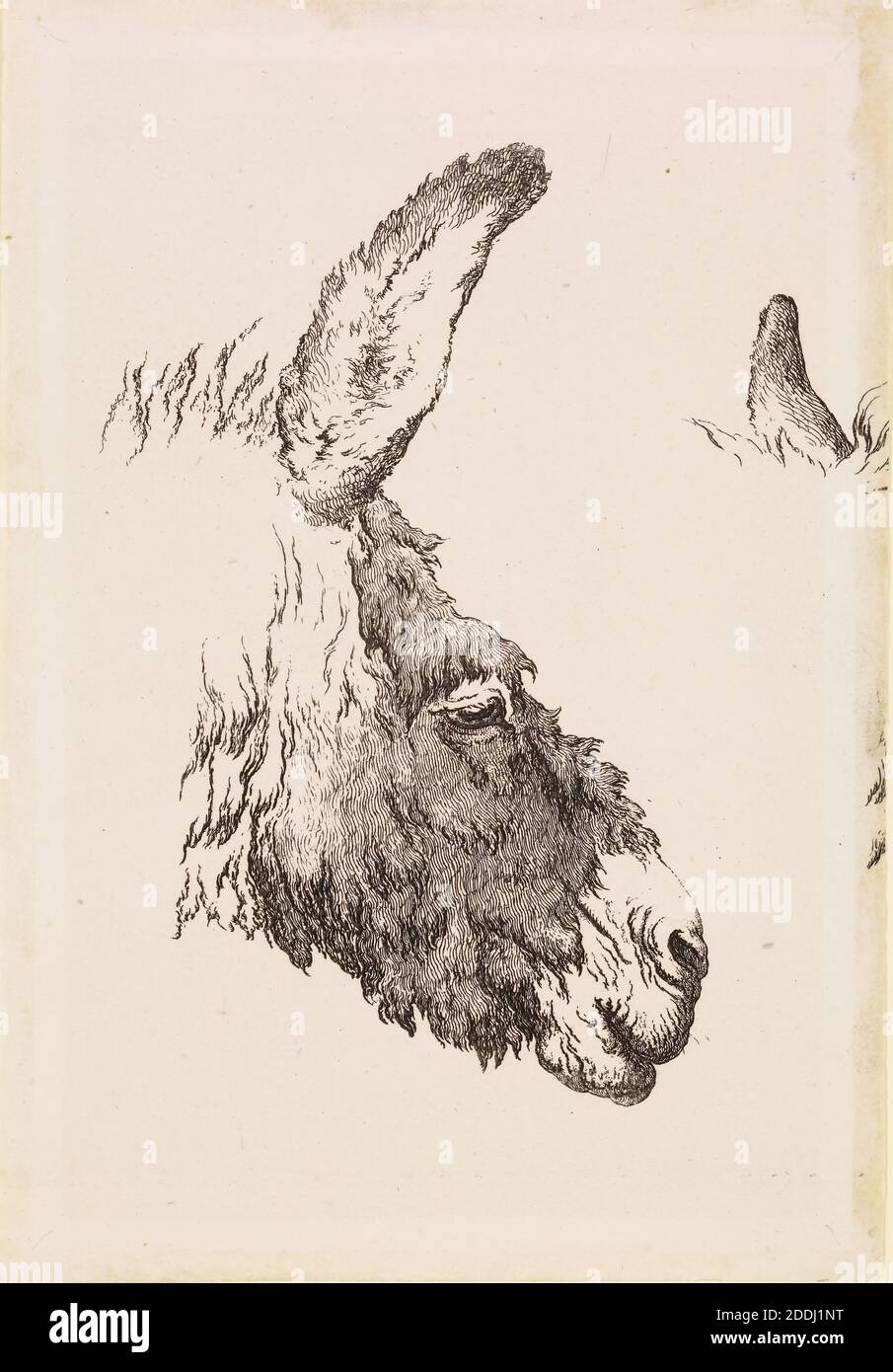 Etching, Head of an Ass in Profile to the Right, 1809 Robert Hills, Art ...