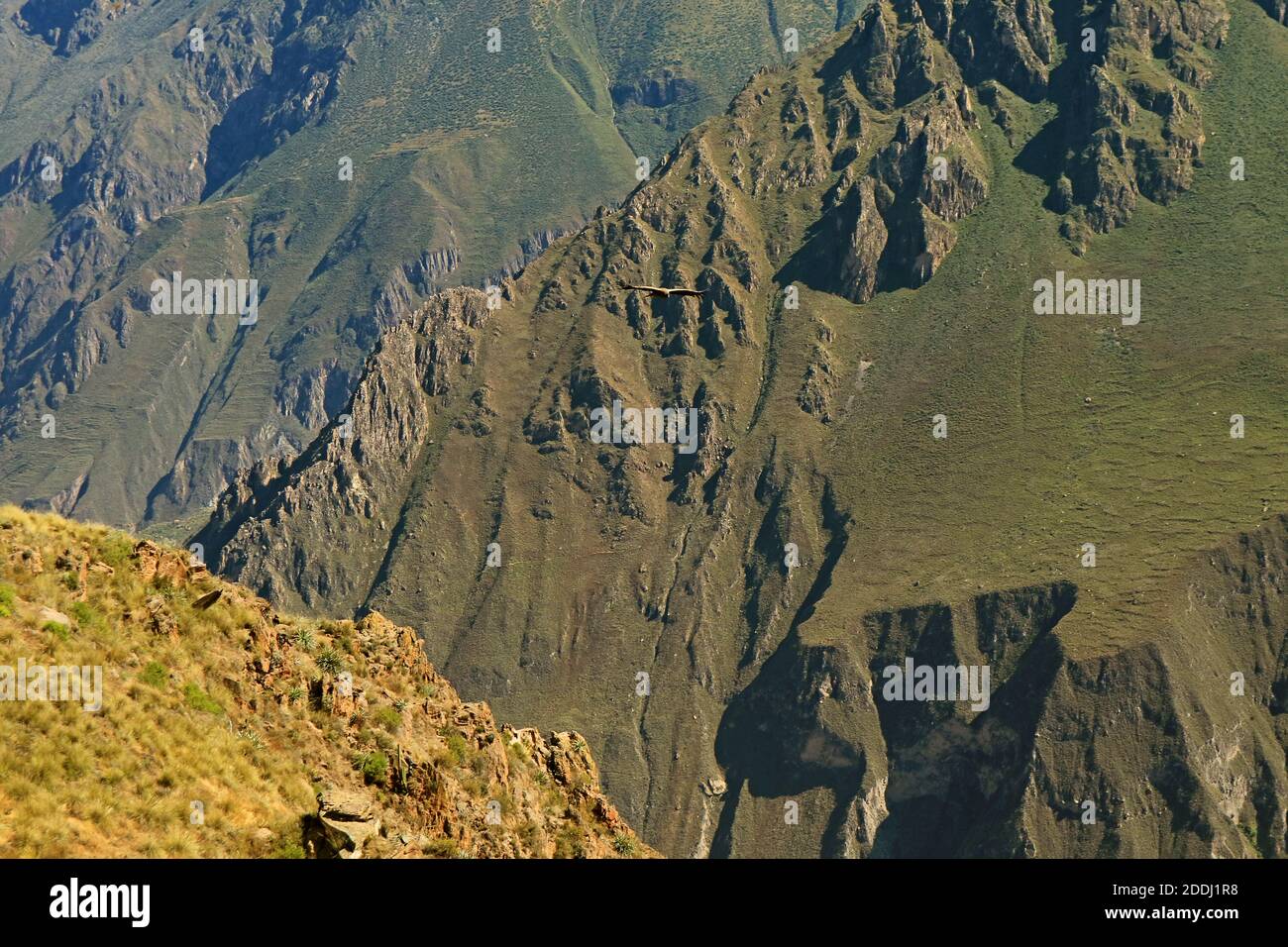 Amazing View of Colca Canyon with flying Andean Condor, Cruz del Condor ...