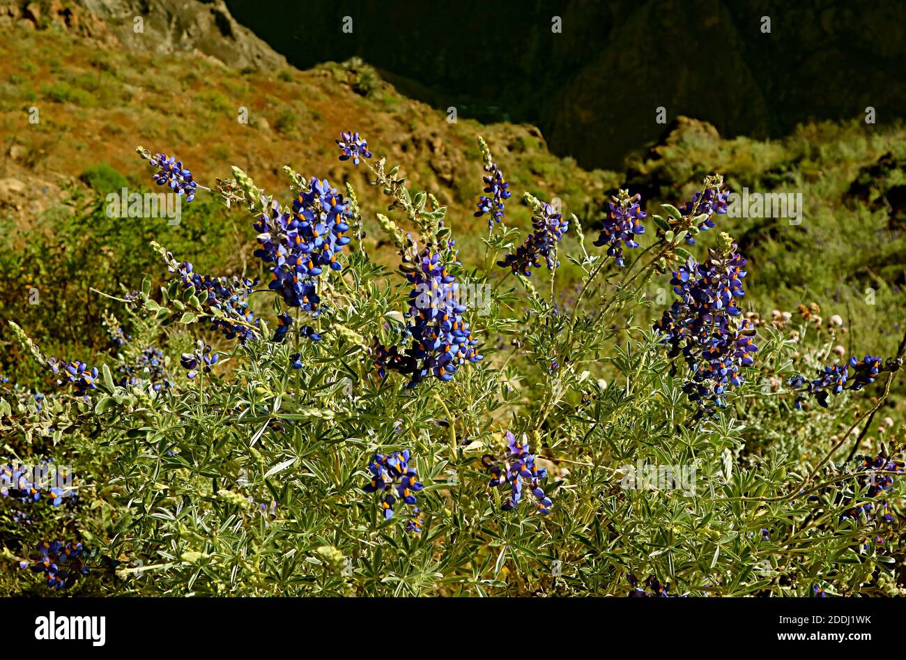 South american lupin hi-res stock photography and images - Alamy