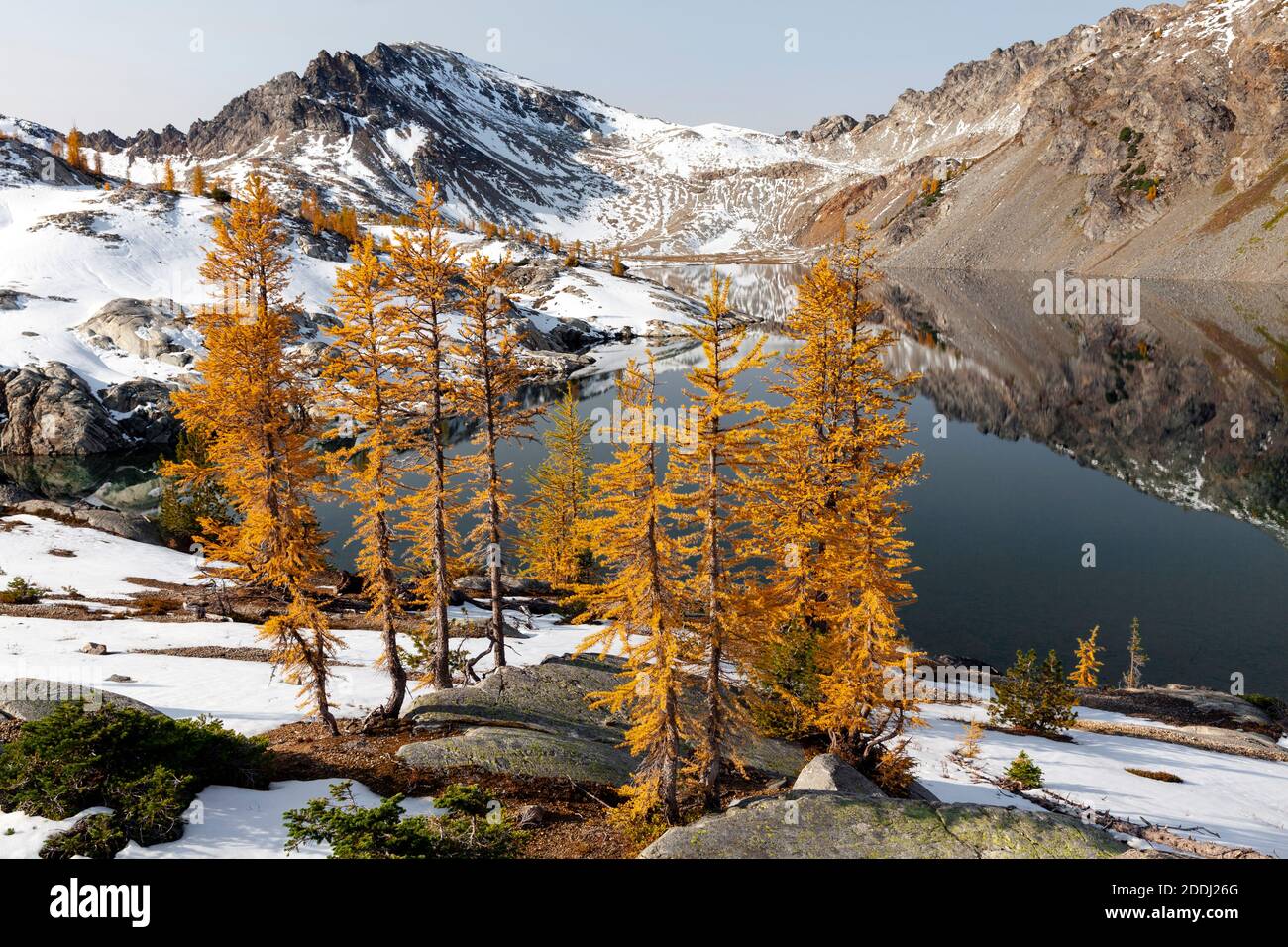 WA17772-00.....WASHINGTON - Larch trees in fall color at Upper Ice Lake ...