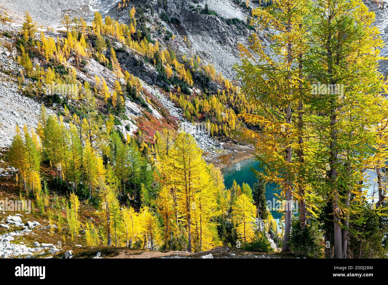 WA17773-00.....WASHINGTON - Larch trees in fall color at Upper Ice Lake ...