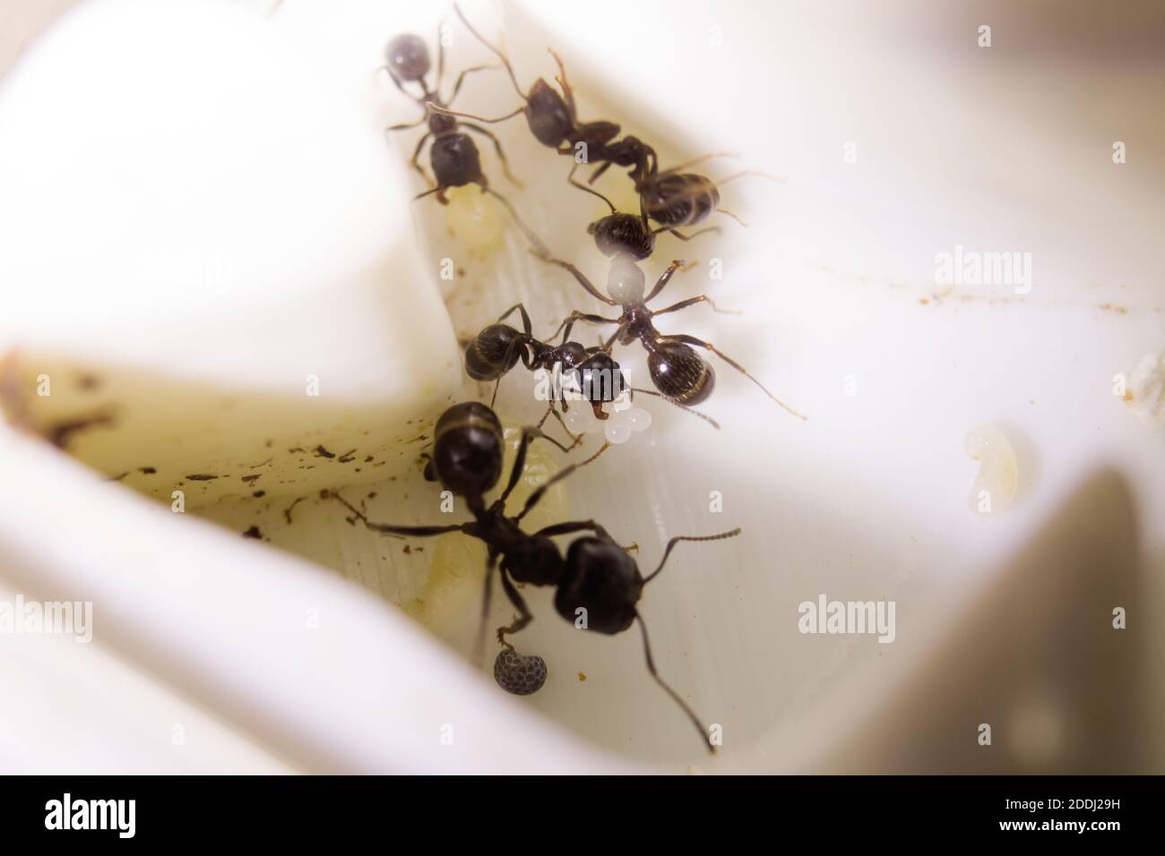 Ants messor structor in a formicaria close up Stock Photo - Alamy
