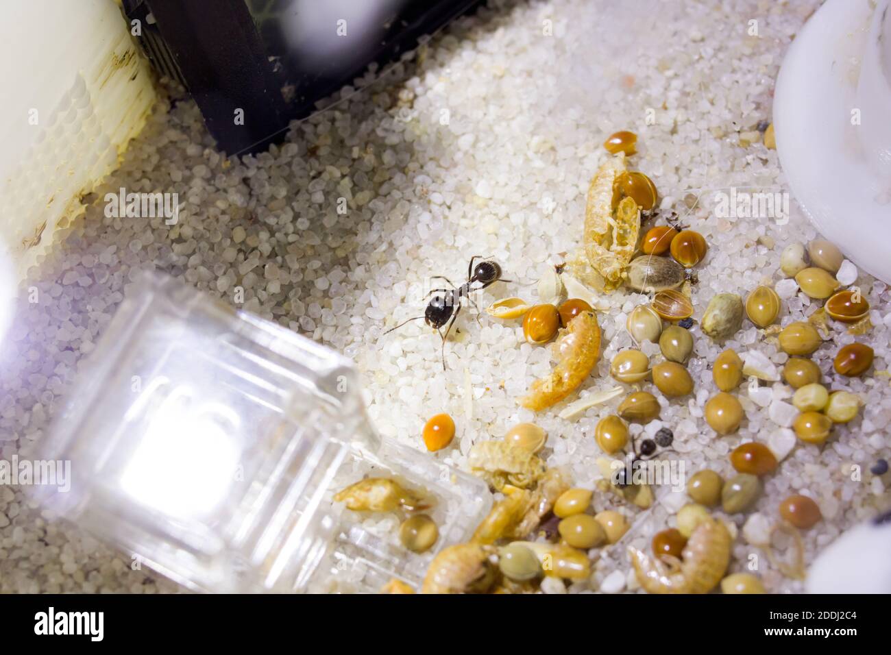 Ants messor structor in a formicaria close up Stock Photo - Alamy