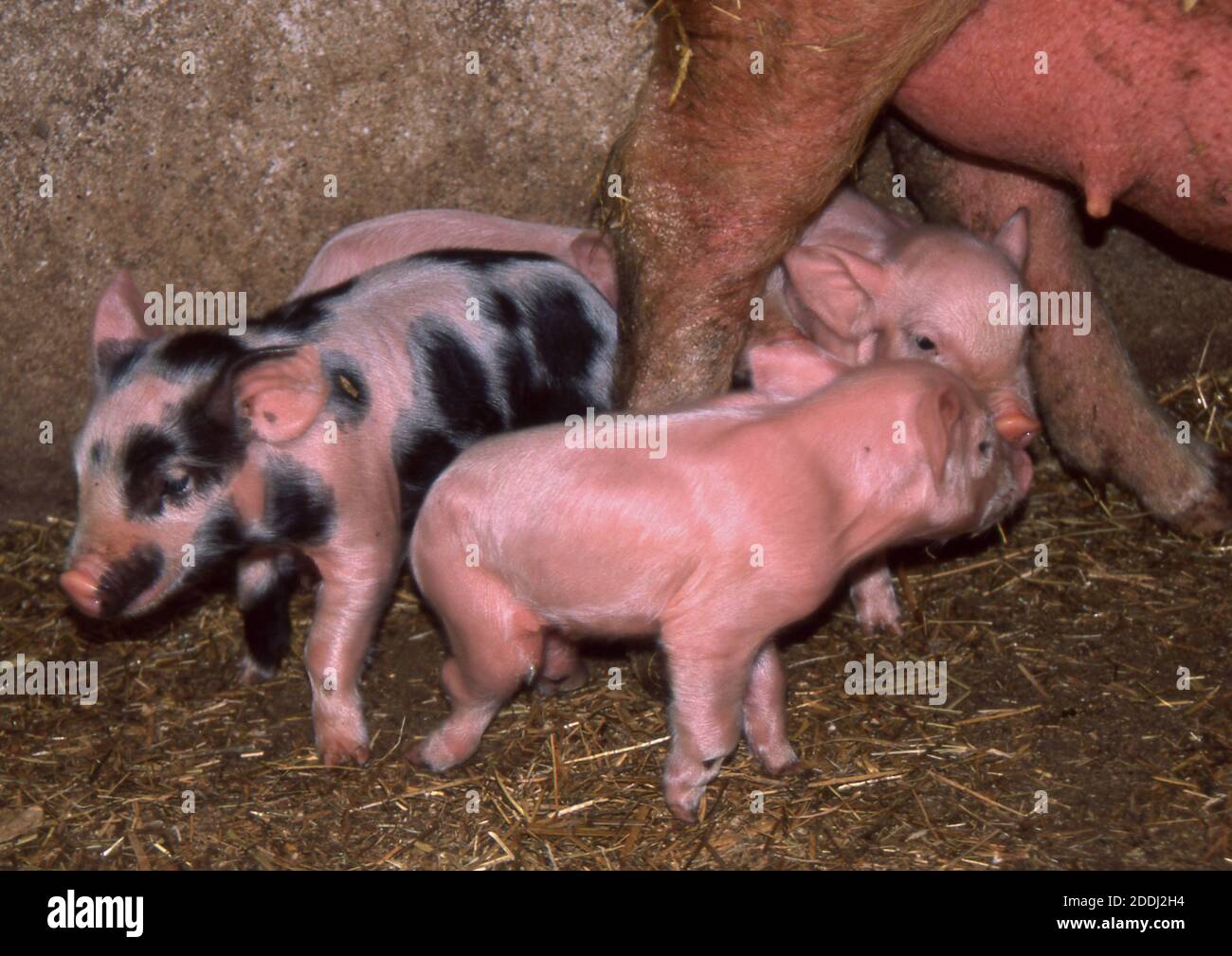 Sardinia suckling pig hi-res stock photography and images - Alamy