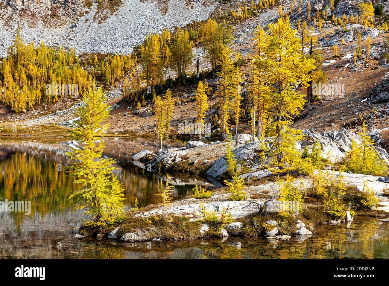 WA17781-00.....WASHINGTON - Larch trees in fall color at Lower Ice Lake ...