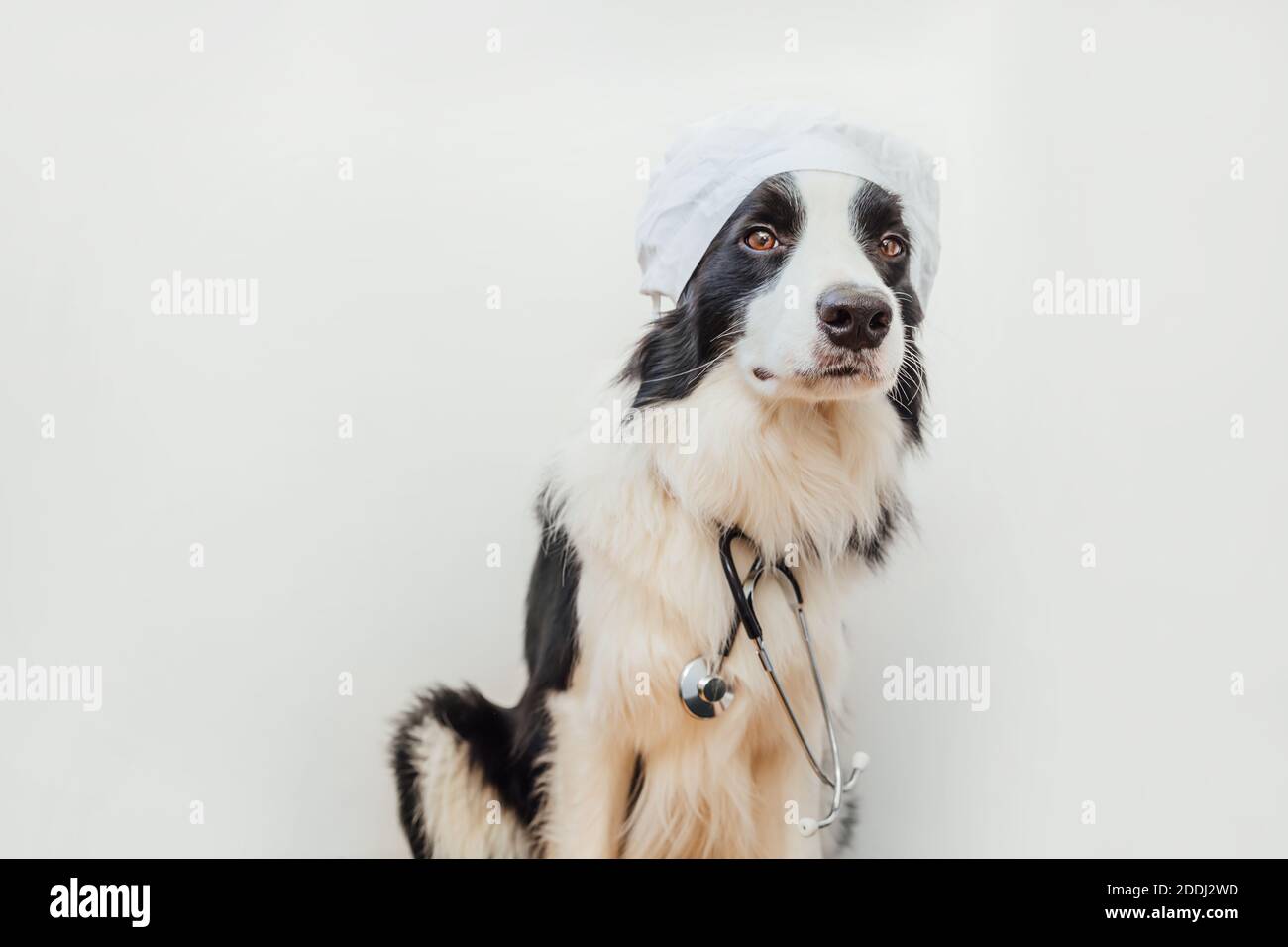 Puppy dog border collie with stethoscope dressed in doctor costume ...