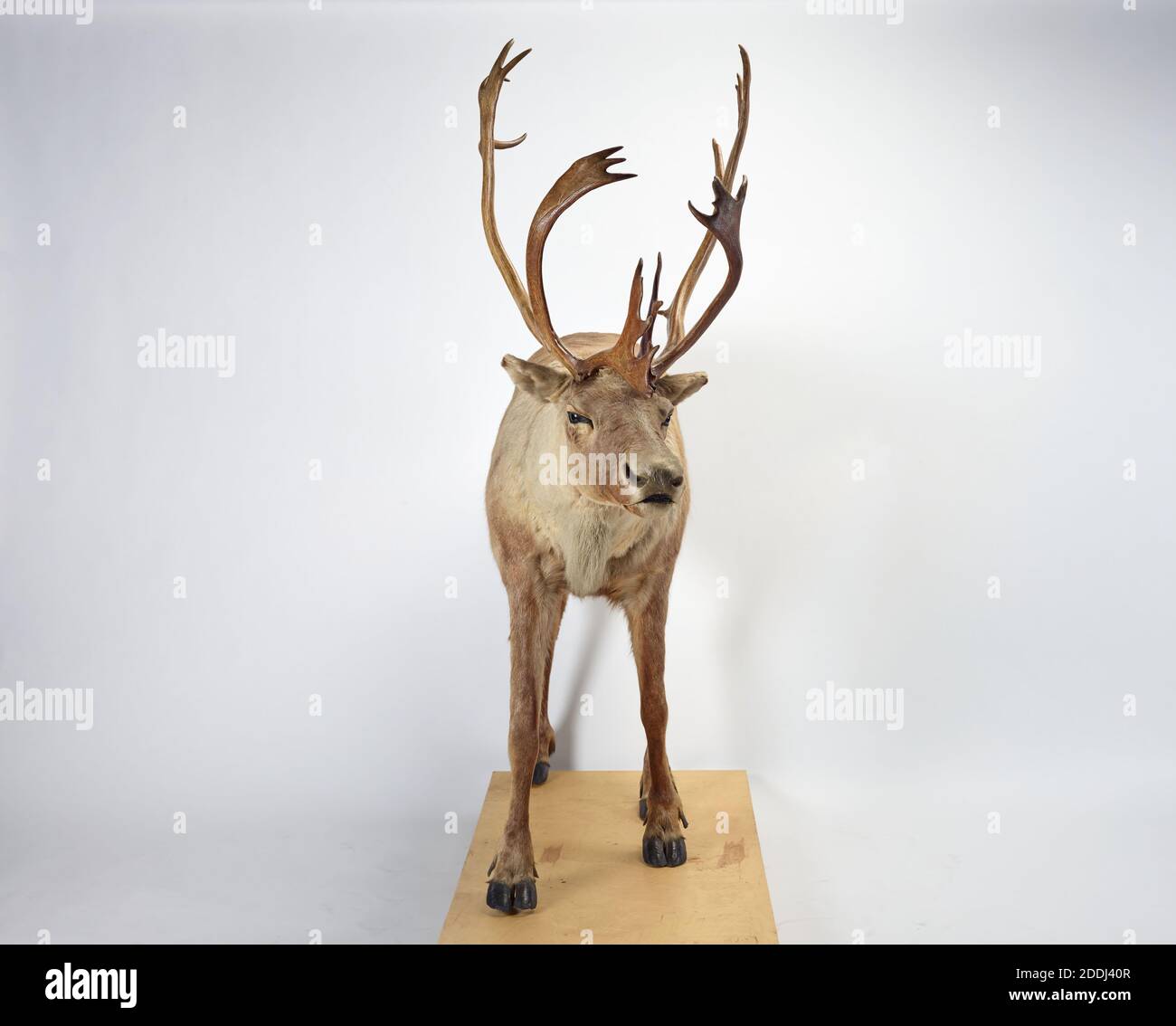 Male Reindeer, Natural Science, Zoology, Taxidermy Stock Photo - Alamy