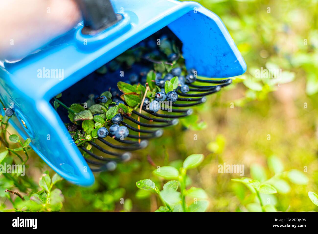 Blueberries picked by a blue berry picker Stock Photo - Alamy