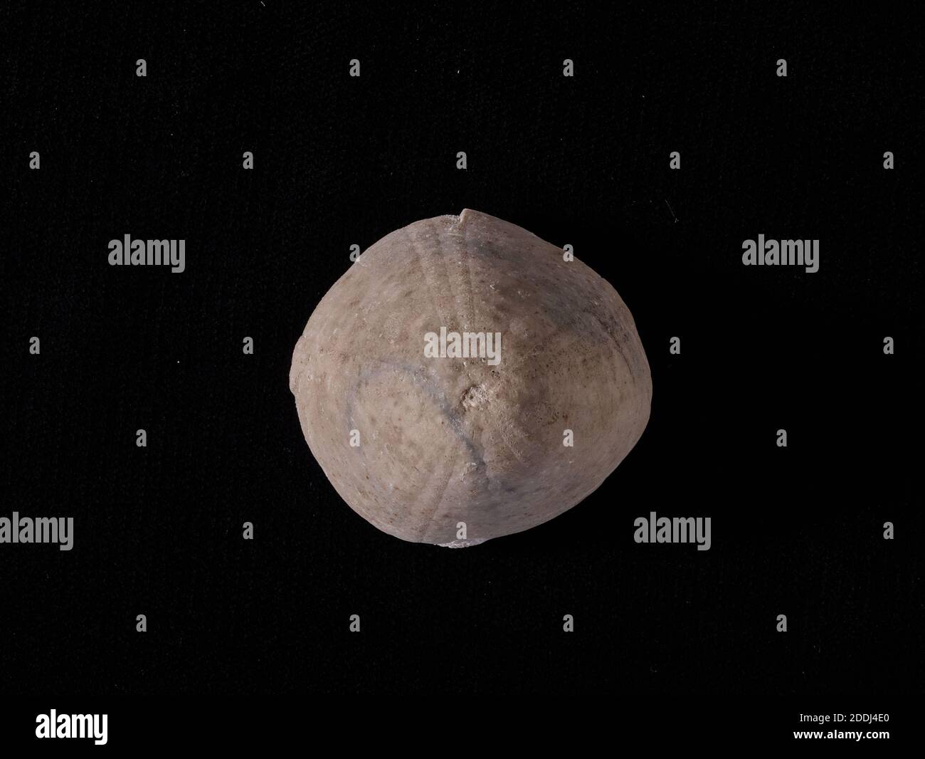 Fossil Echinoids, Conulus Albogalerus, One of four fossil echinoids ...