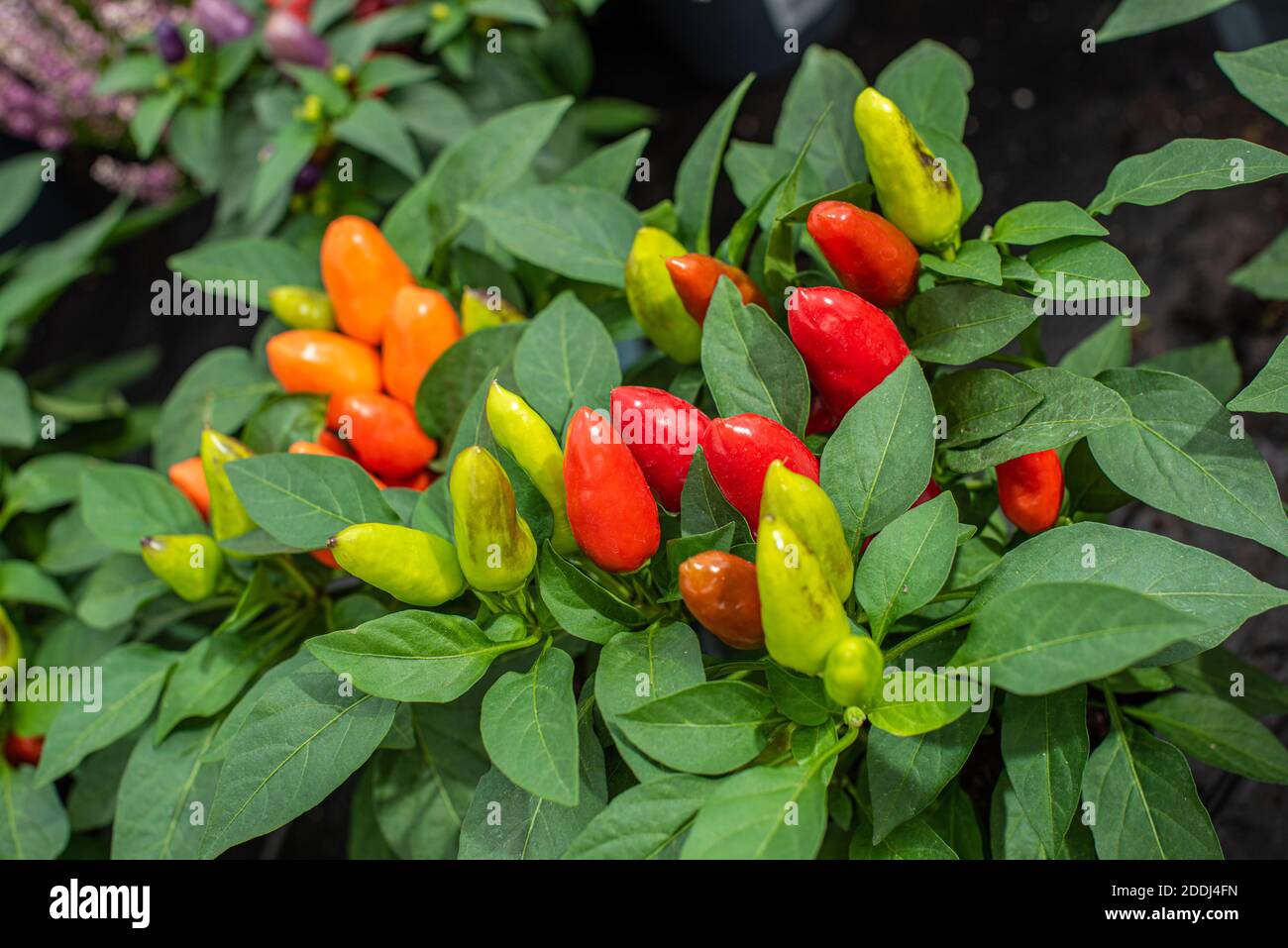 Red and orange peppers, Capsicum Annuum Stock Photo - Alamy