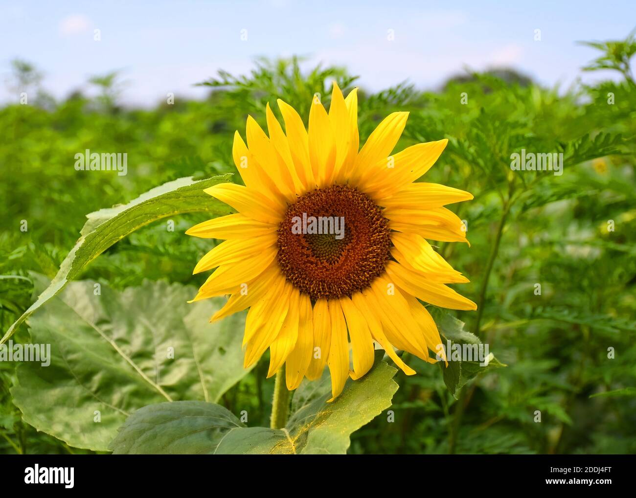 Phorb hi-res stock photography and images - Alamy