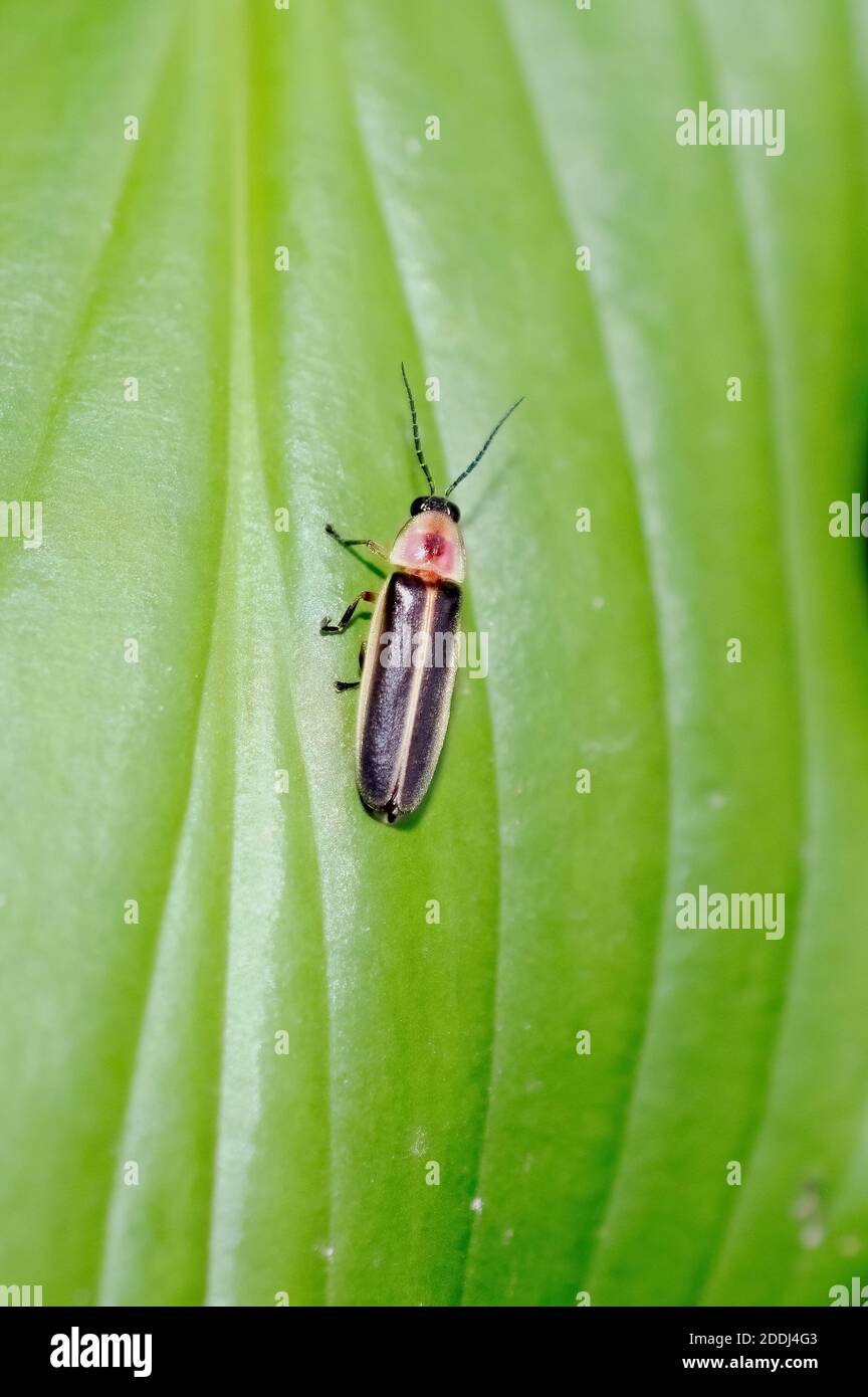 Common eastern firefly hi-res stock photography and images - Alamy