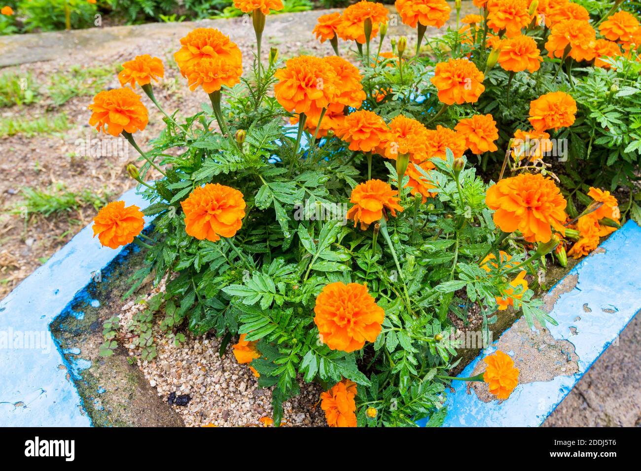 Marigold flowers in Yeongwol, South Korea Stock Photo - Alamy