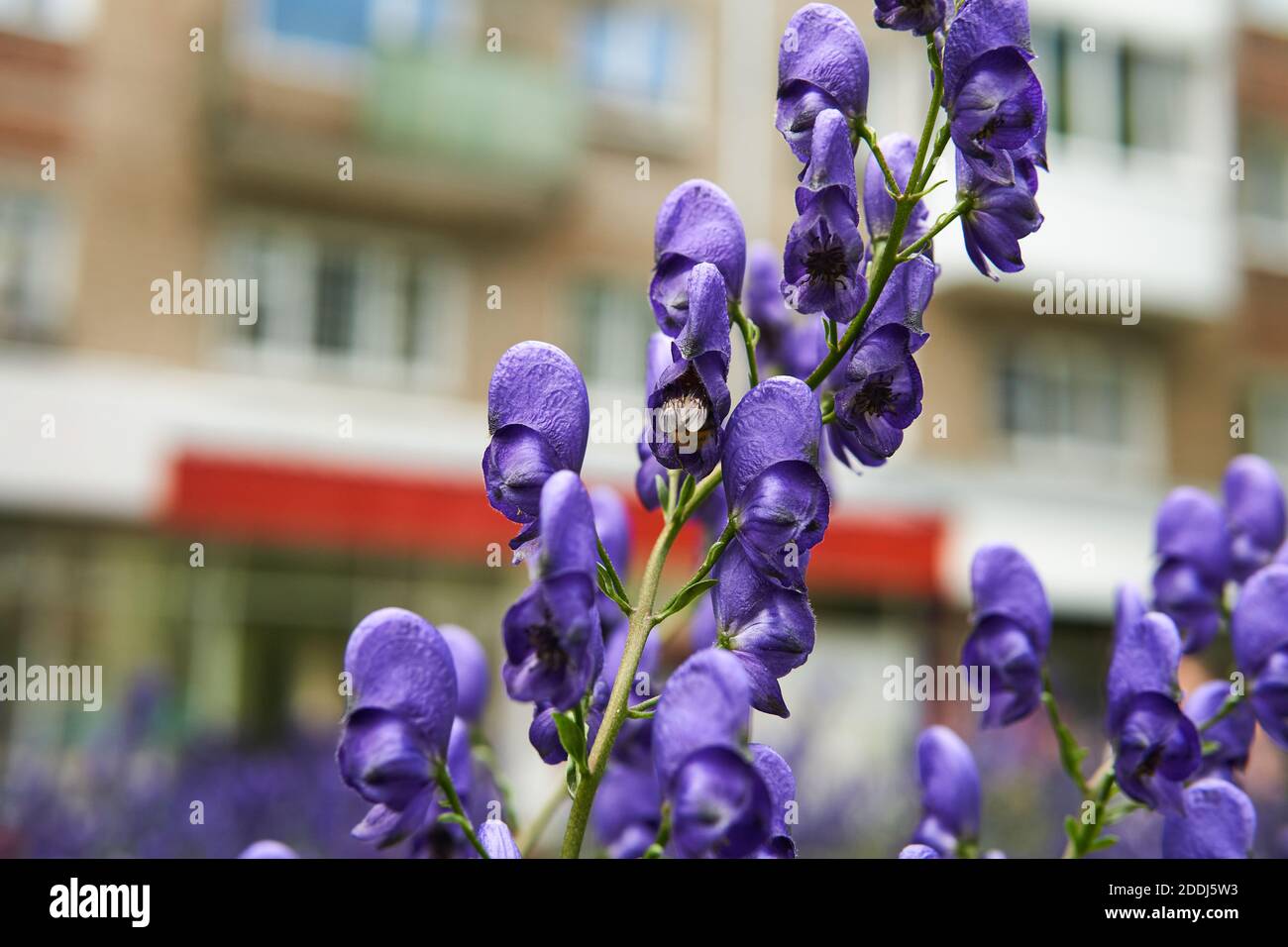 Purple aconite hi-res stock photography and images - Alamy