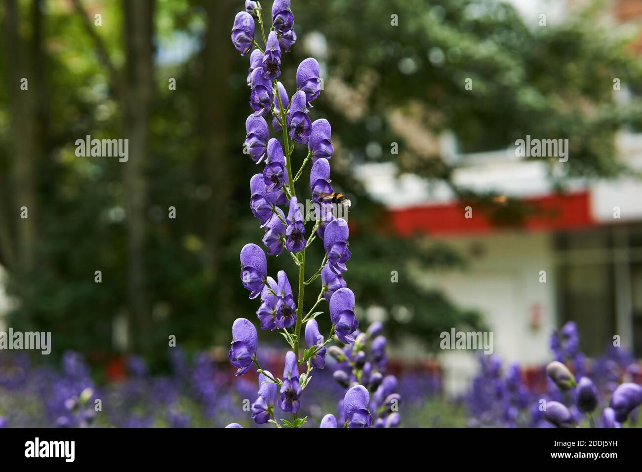 purple inflorescence of aconite on a blurred urban background Stock ...