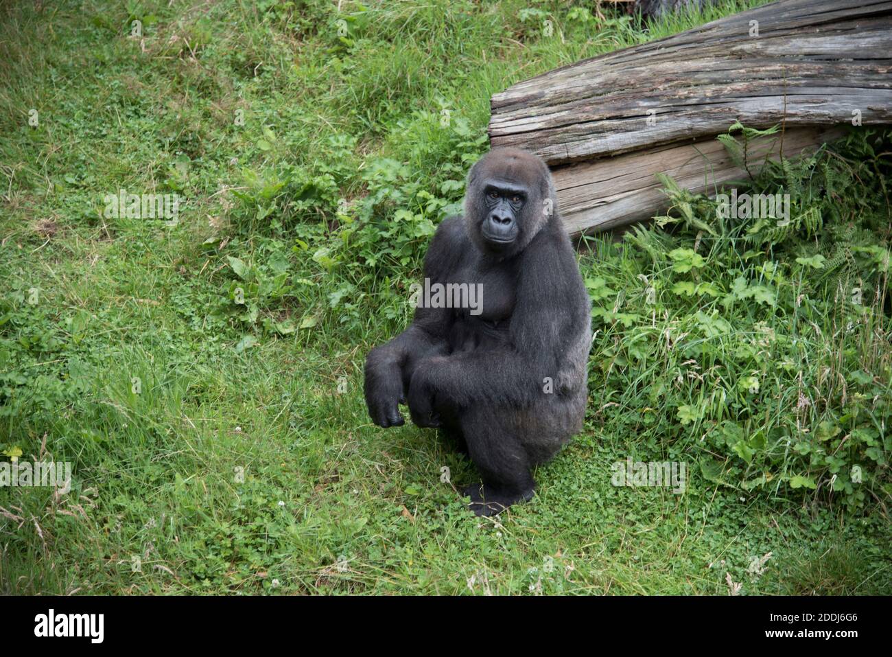 Gorilla at Durrell Wildlife Park, Jersey Zoo, Channel Islands Stock ...