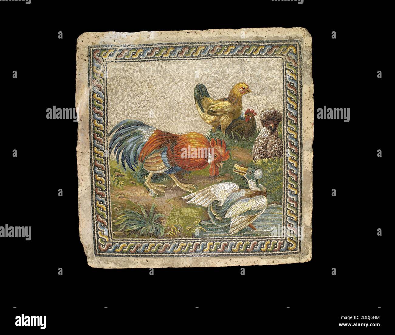 Roman chicken hi-res stock photography and images - Alamy