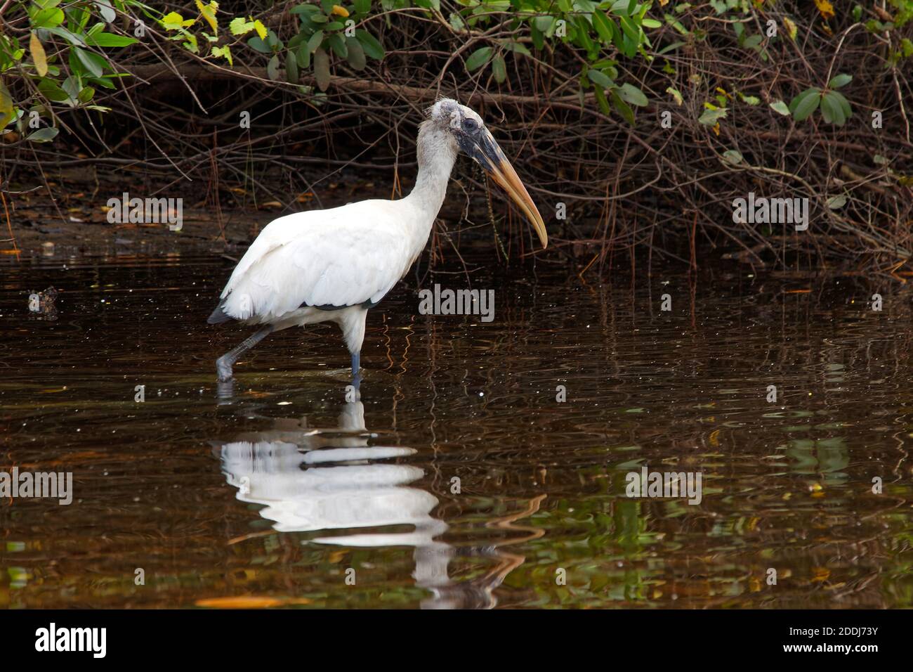 Wood stork walking through water, large bird, long orange beak, white ...