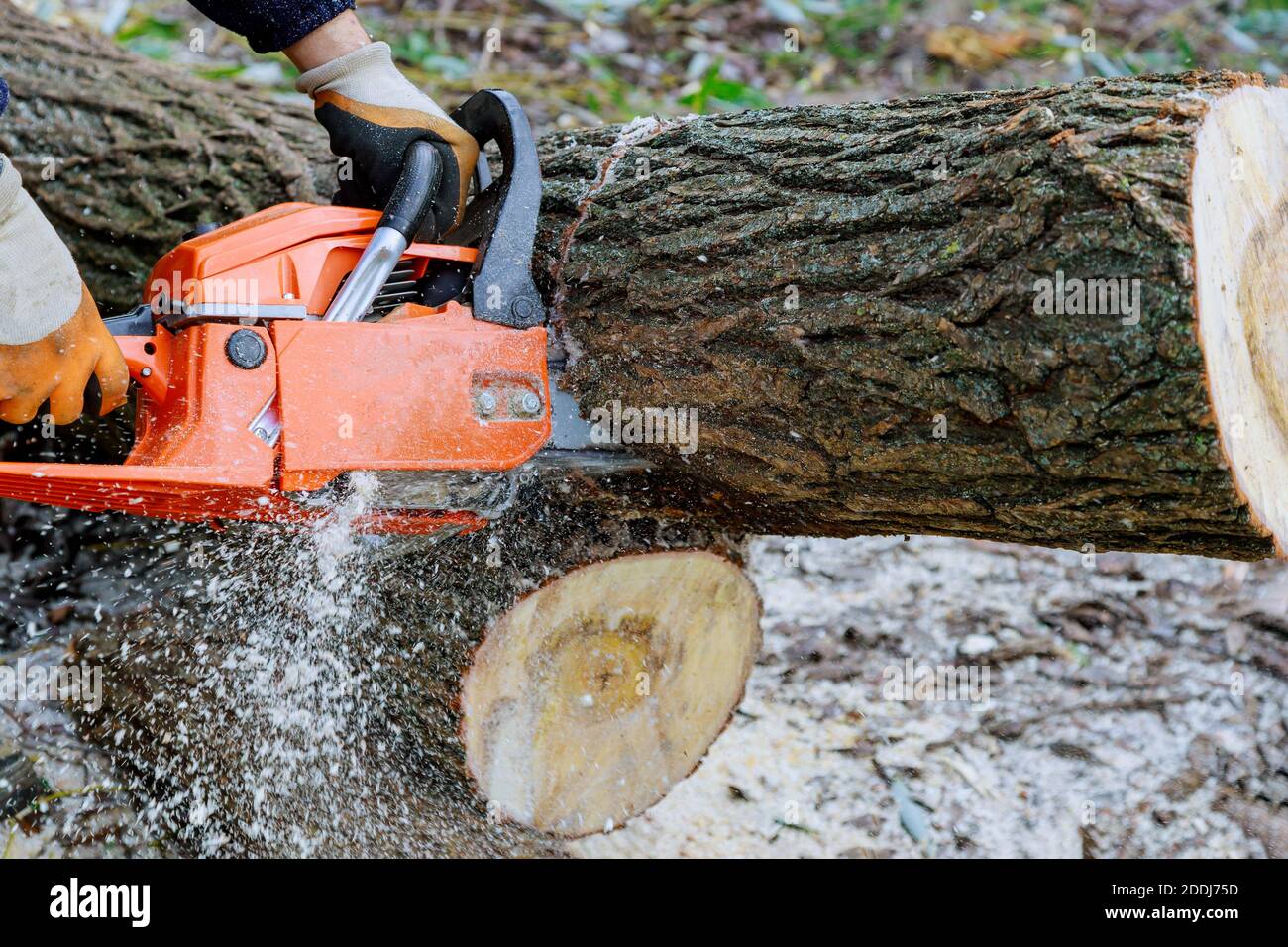Danger from falling tree hi-res stock photography and images - Alamy