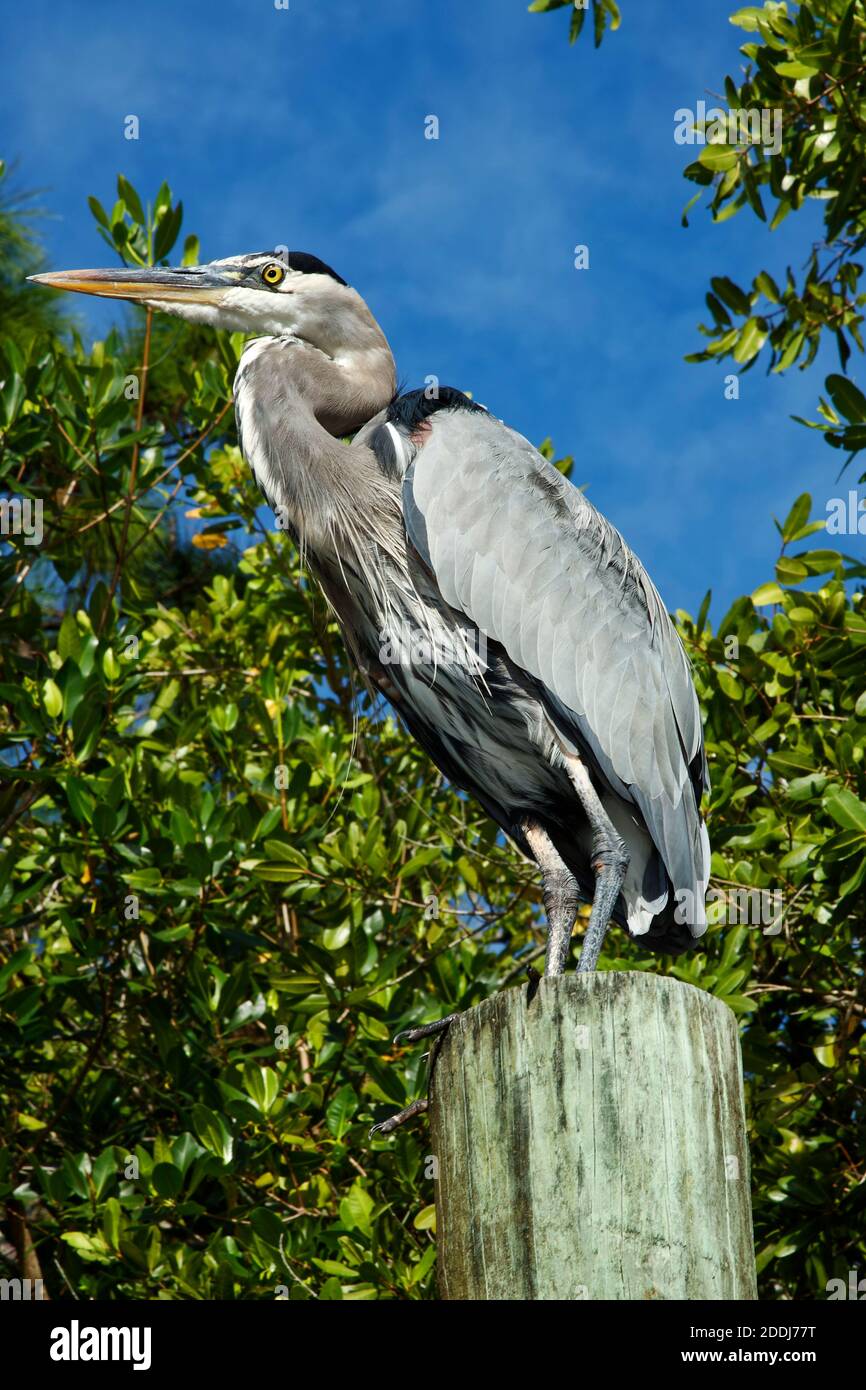 Great blue heron standing on hi-res stock photography and images - Alamy