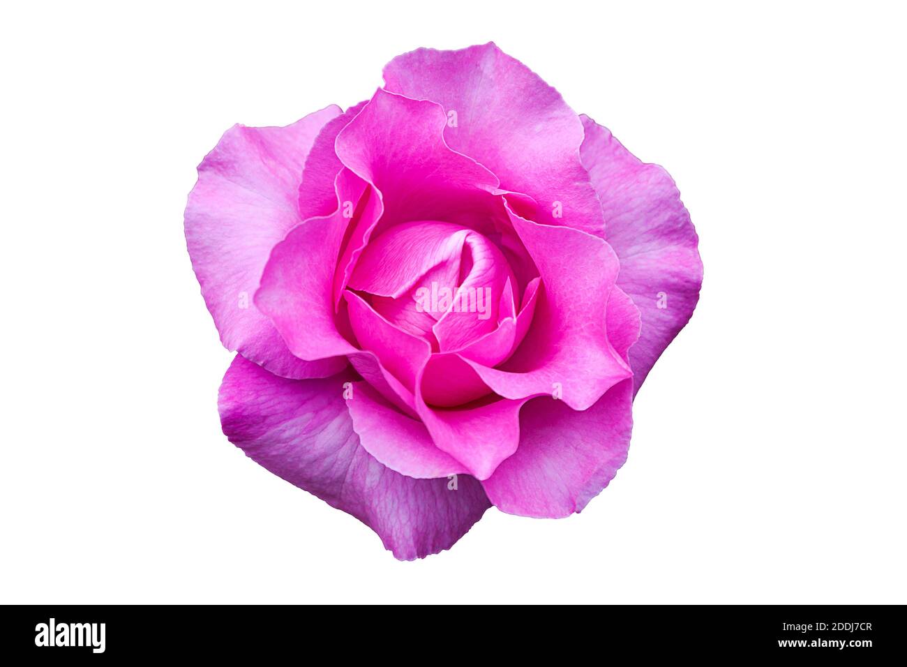 Single pink colored rose Cut Out Stock Images & Pictures - Alamy