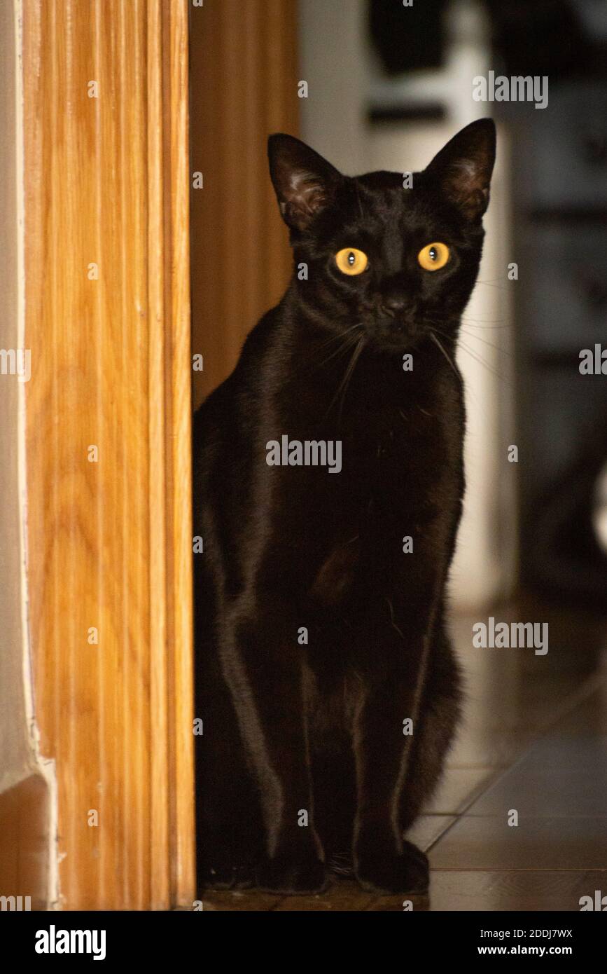 Black Cat Inside Walking High Resolution Stock Photography and Images ...