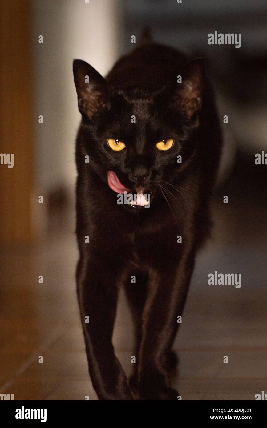 black cat home Stock Photo - Alamy